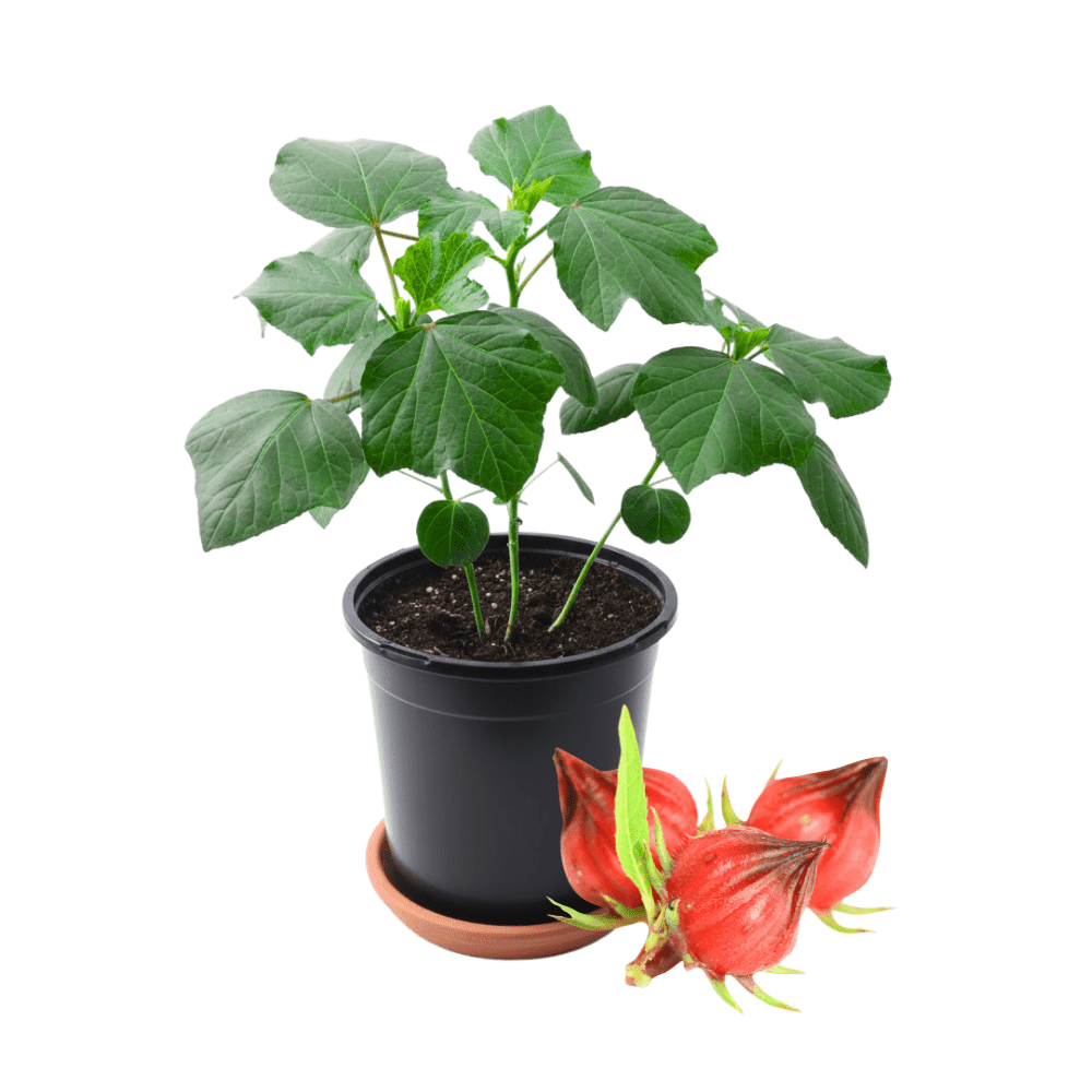 Roselle Hibiscus Plants Live, 6 - 8 Inches Tall, Roselle Shrubs, Well ...