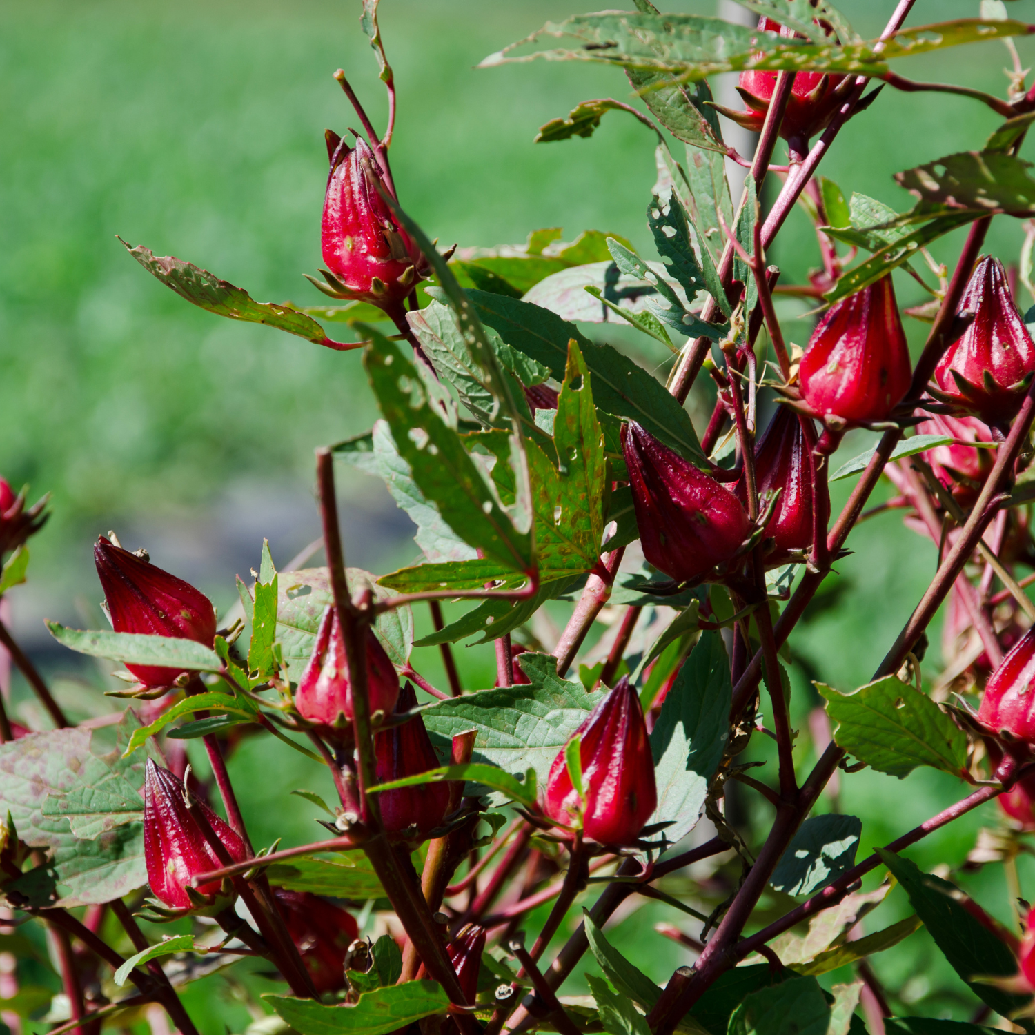 Roselle Plant Live, 8-12 Inch Roselle Hibiscus Plants for Outdoor ...