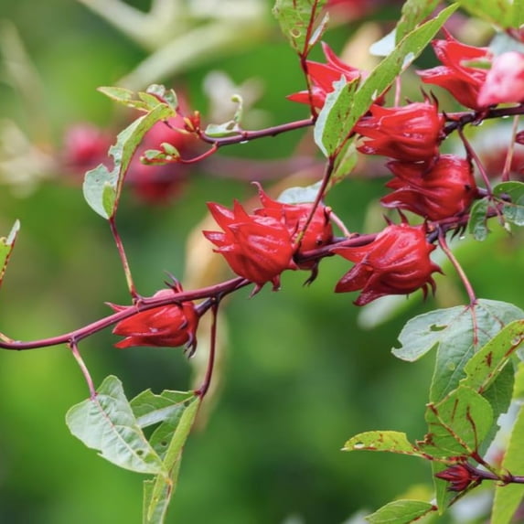 Roselle Seeds, Set of 50 Roselle Seeds, Red Hibiscus Roselle Seed for ...