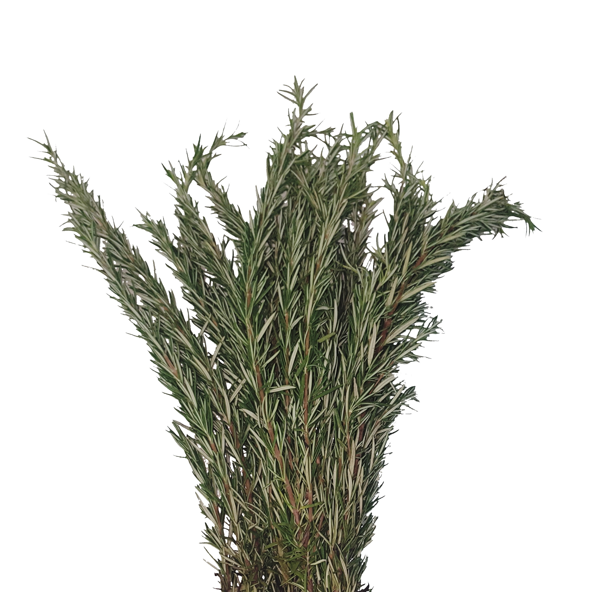 Rosemary - Farm Direct Fresh Cut Flowers - 100 Stems - Walmart.com