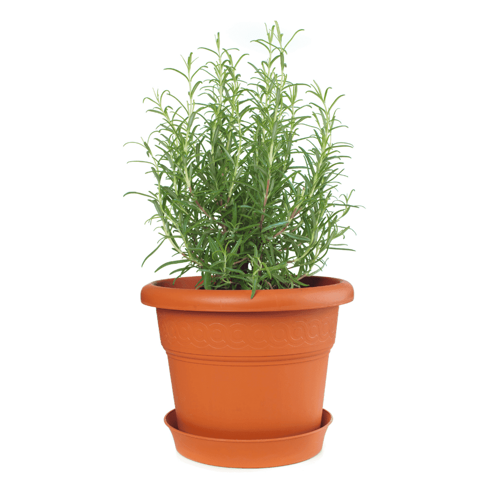 Potted Rosemary Plant, 7 - 9 inches in Tall, Fragrant Herb, Perennial ...