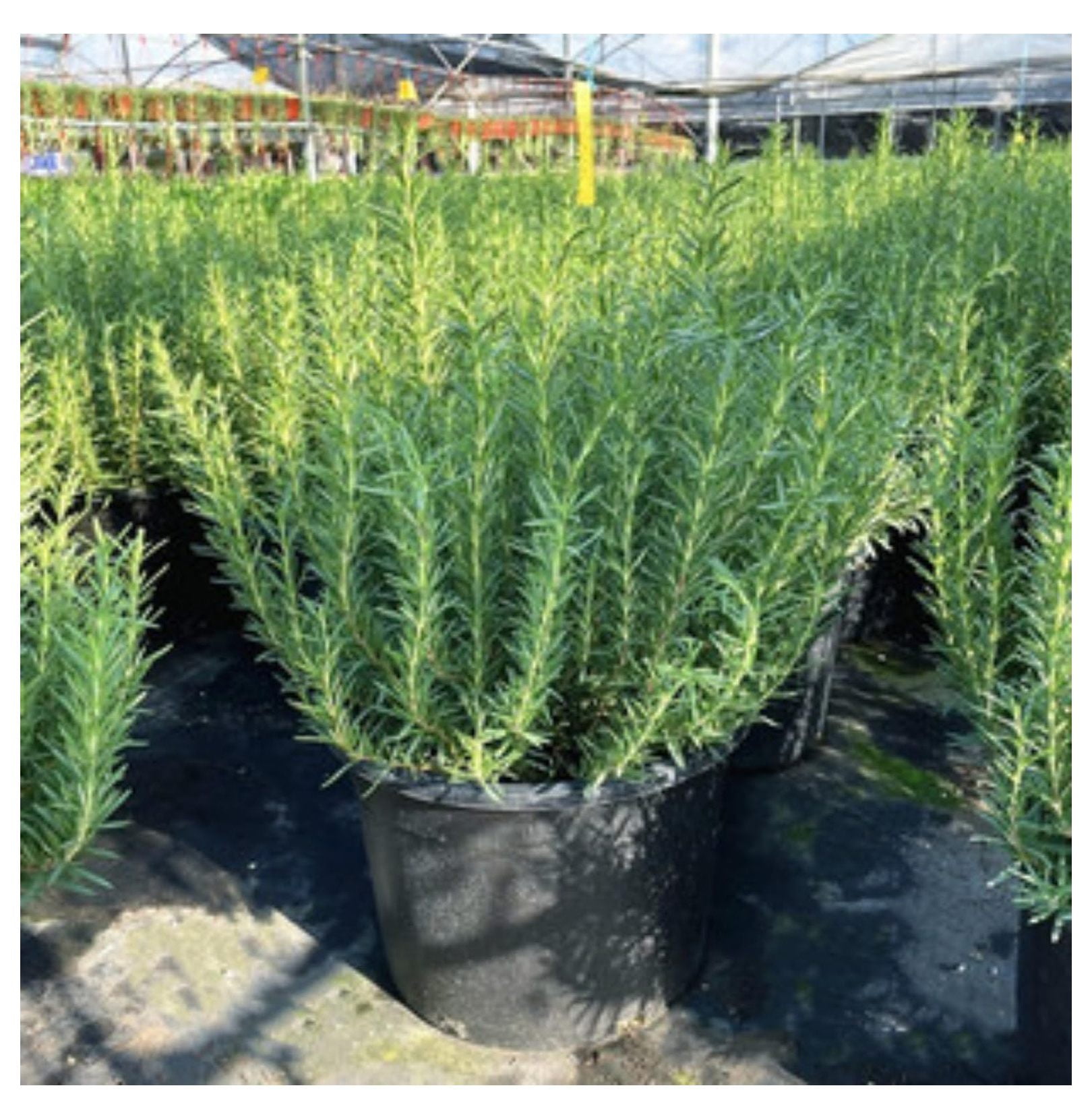 Rosemary Plant Live, 10 Inc Tall, Rosemary Plant for Garden, 4 Inc Potted, Live Rosemary Plant ...