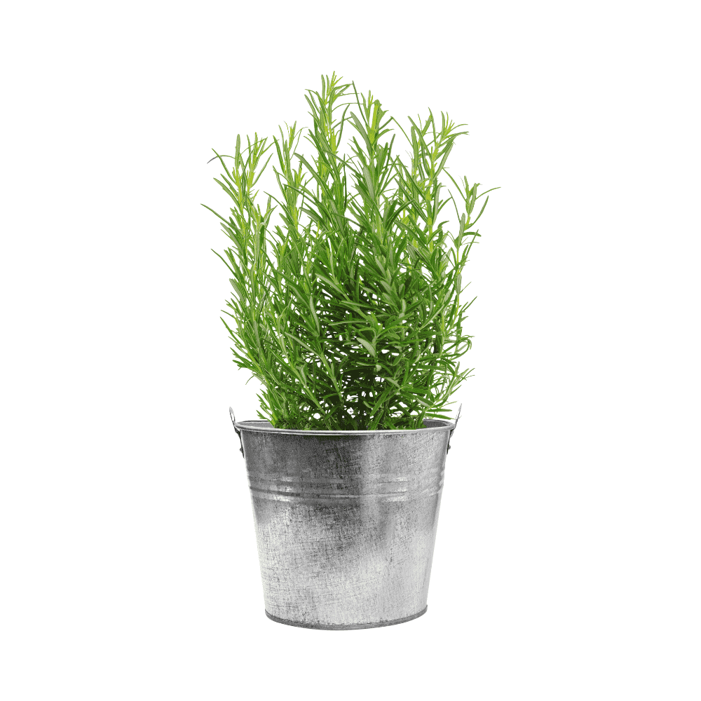 Rosemary Plant Live, 7 - 9 inches Tall,Edible and Fragrant Herbs ...