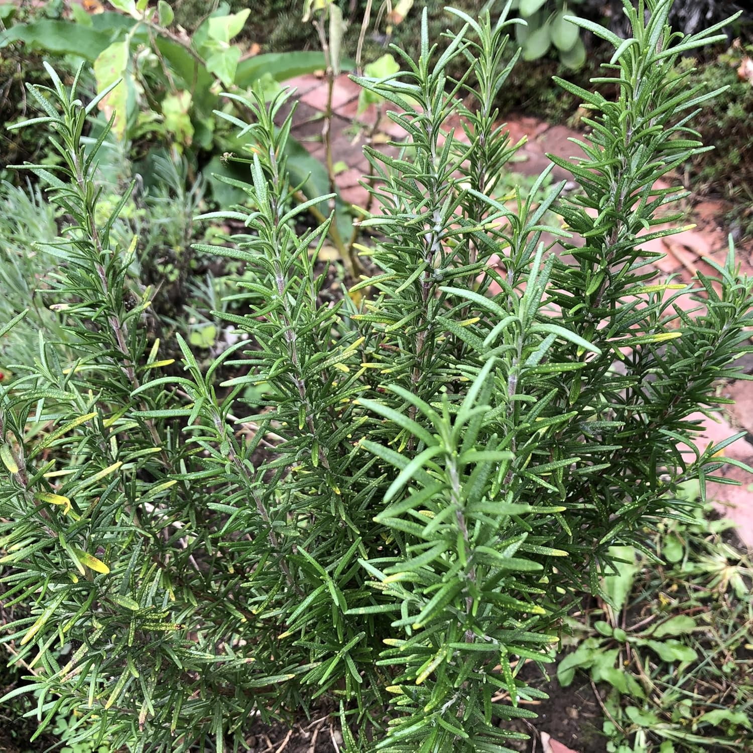 Rosemary (Salvia rosmarinus) 100 Organic Seeds (0.2 grams) by Smoke ...
