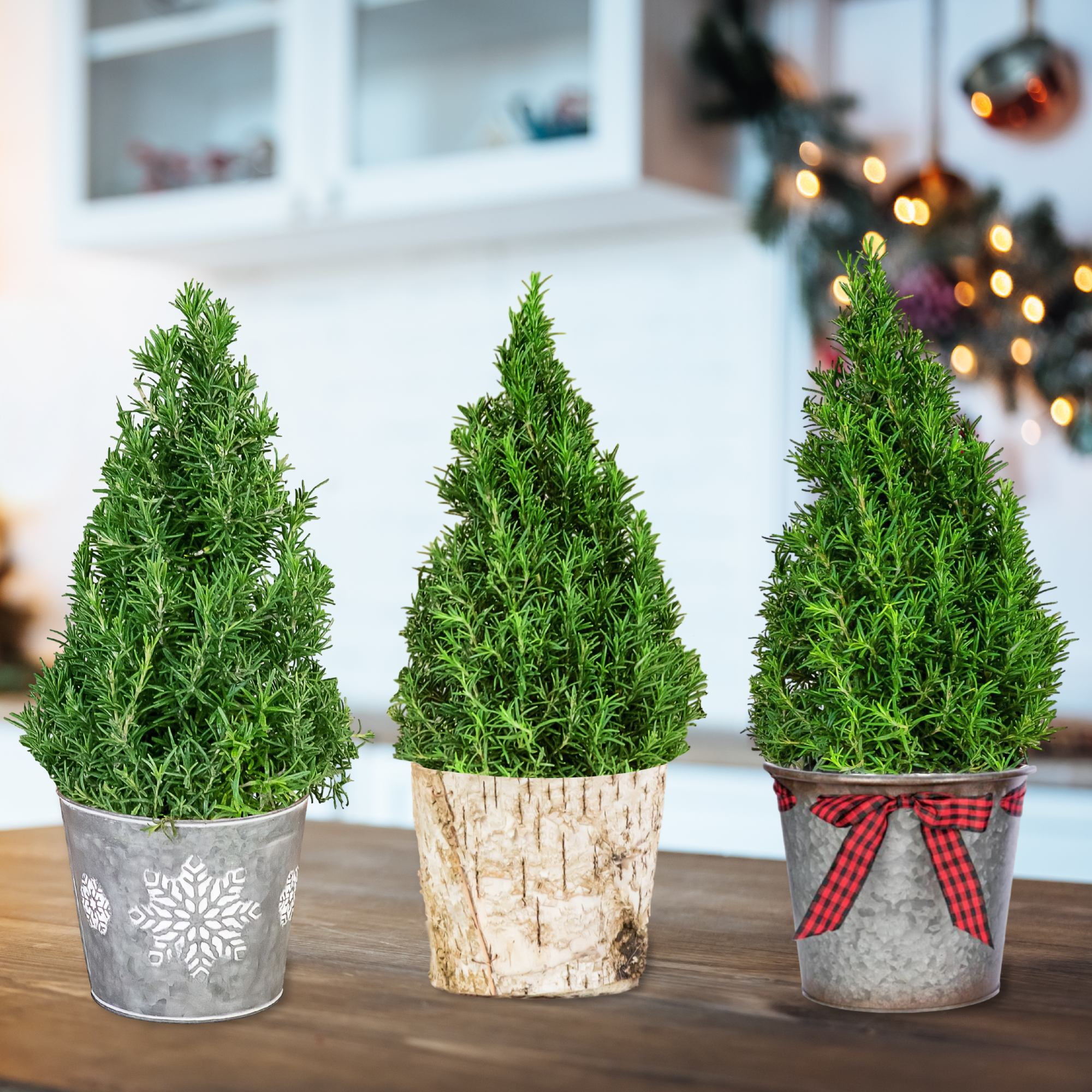 Easy to Grow Rosemary Topiary in Silver Tin with Holiday Bow Gift Pot ...