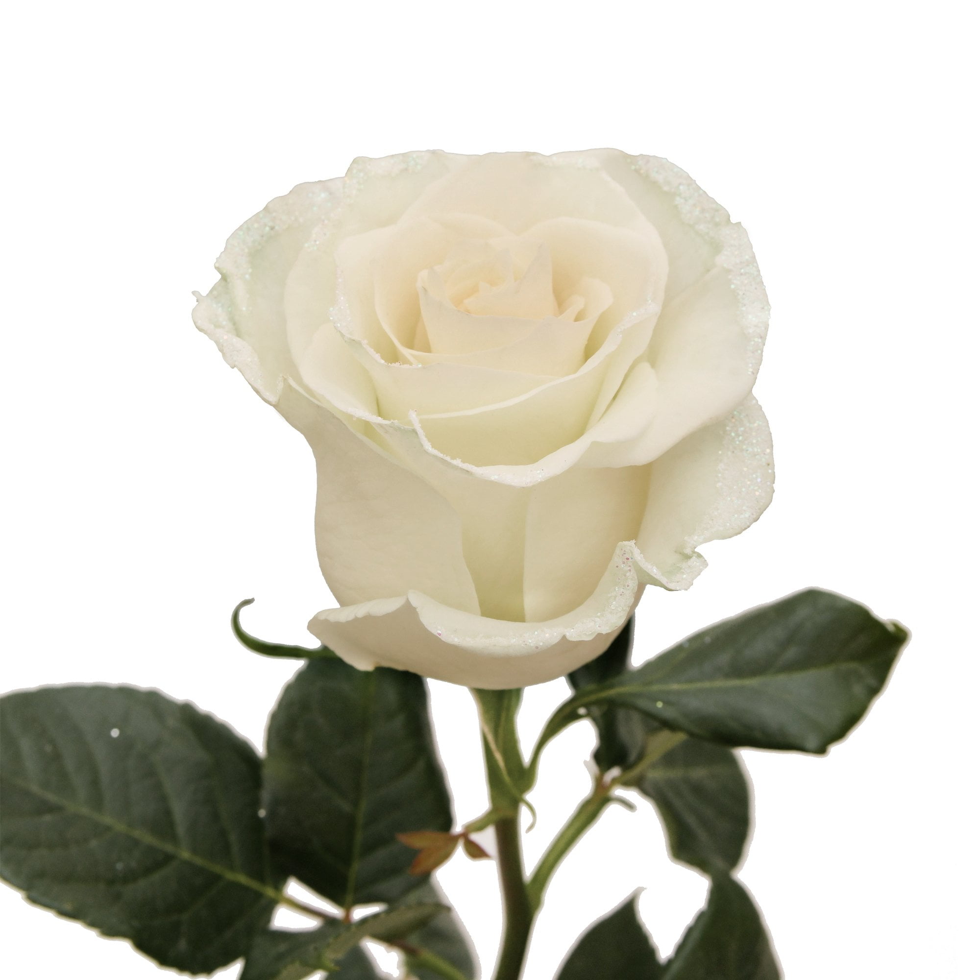 Roses 100 Stems of White Farm Direct Fresh Cut Flowers with Hand ...