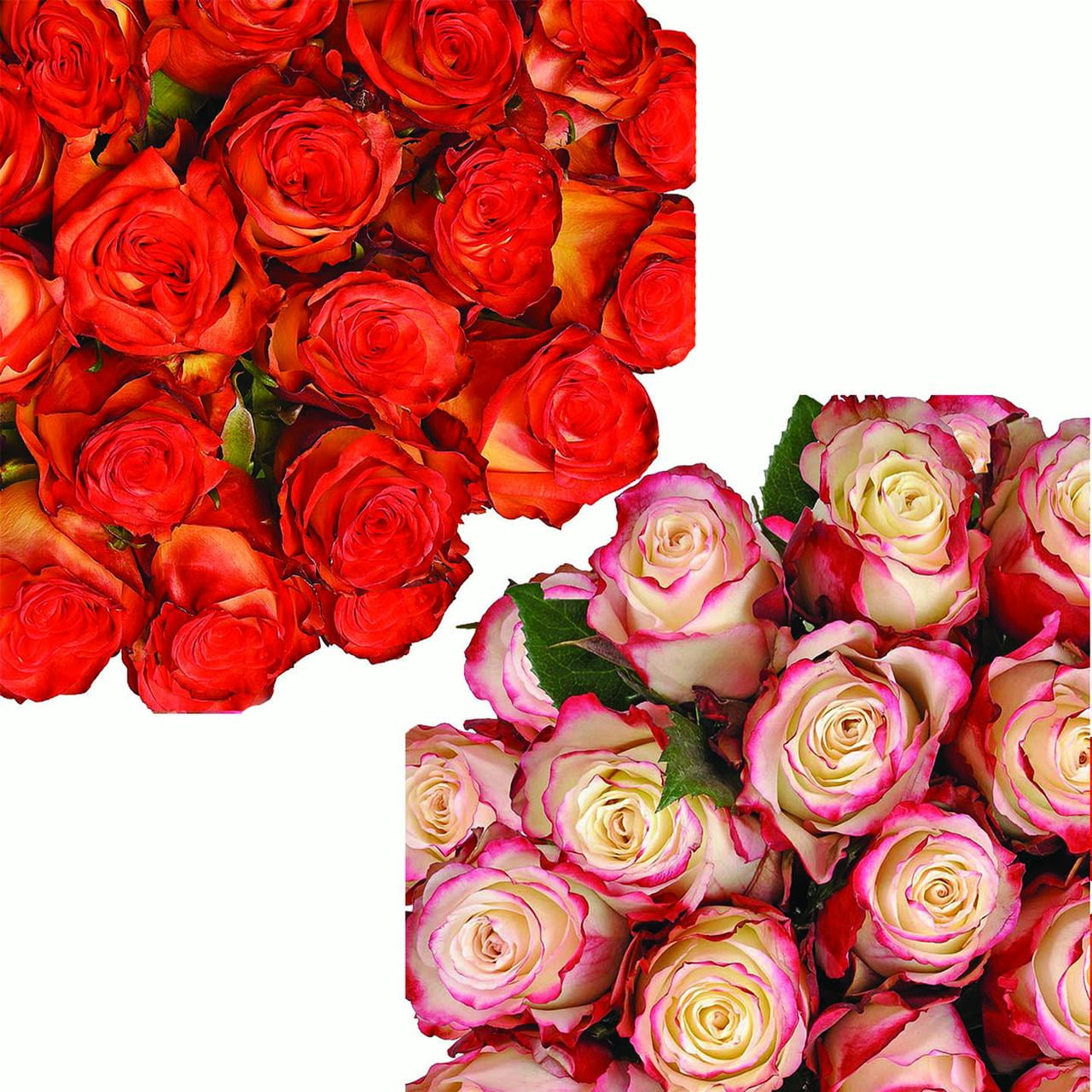 Roses 50 Stems of Assorted BiColor Growers will Choose From Hot Pink ...