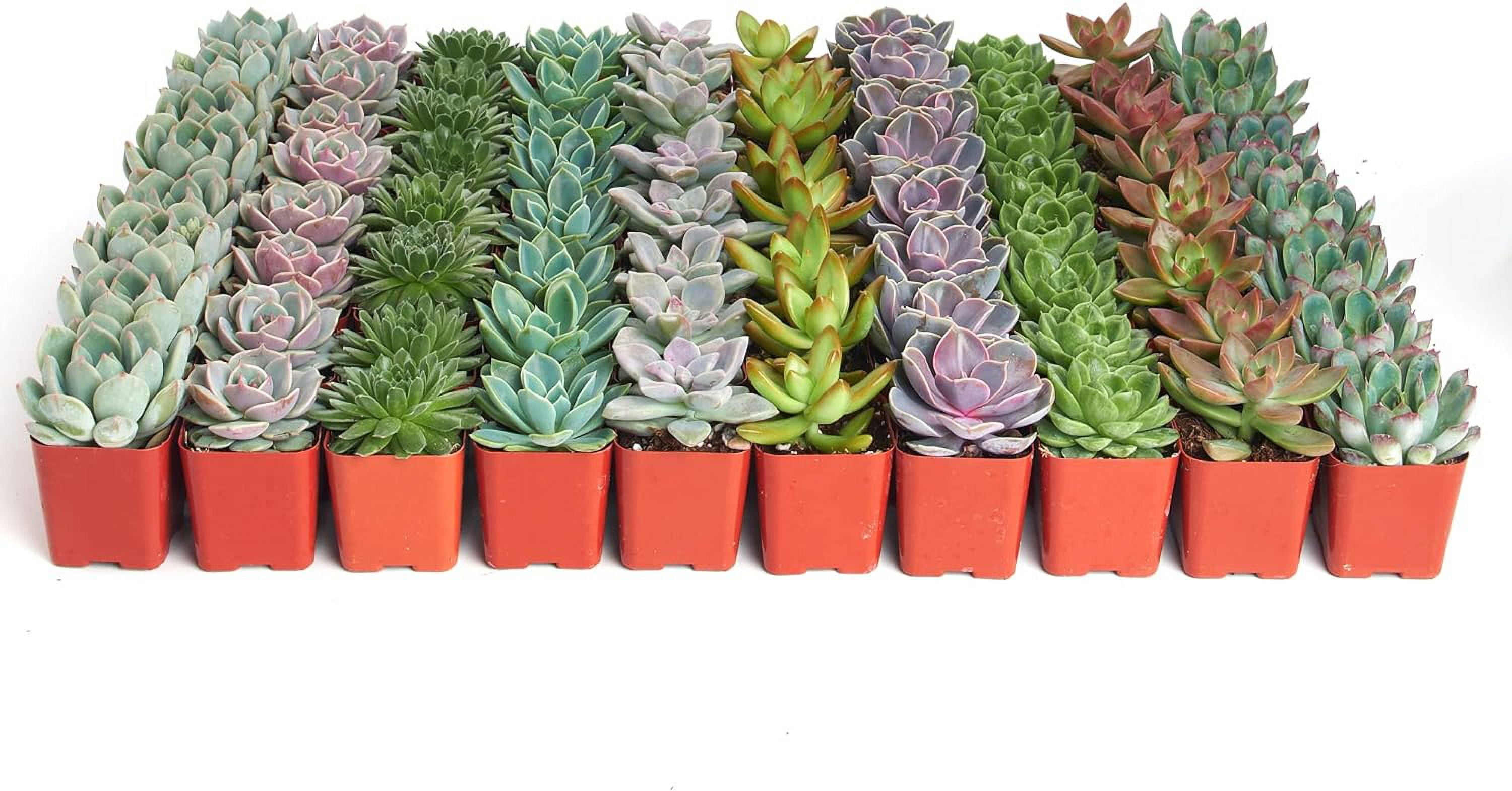 Rosette Succulent Plant Pack Bulk Collection - Live Mini Succulent ...