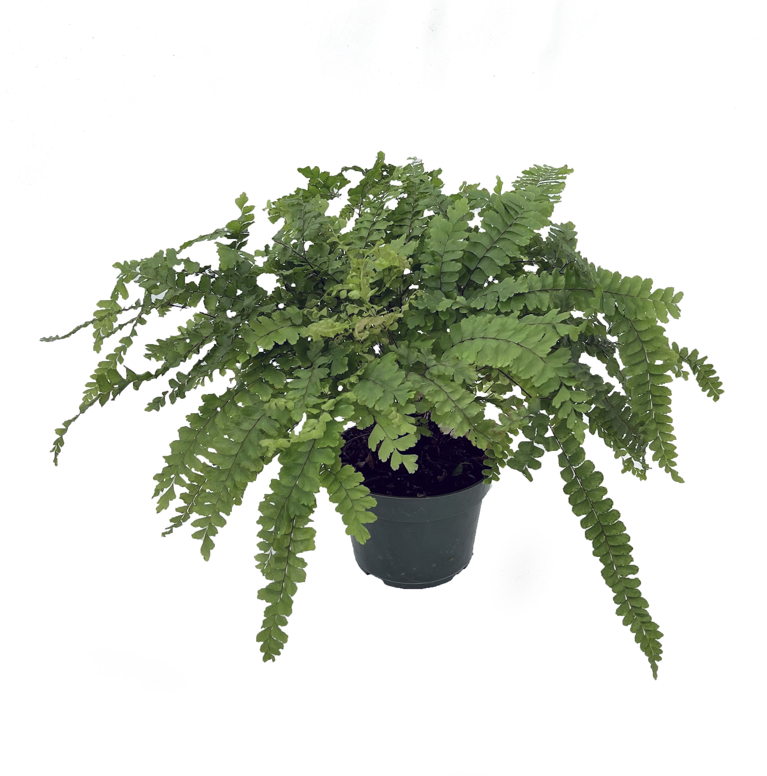 Rosey Maidenhair Fern - Adiantum hispidulum - 4" Pot - Walmart.com