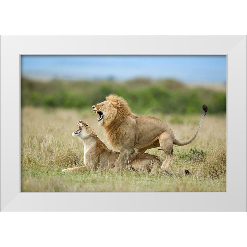 Roshkumar 14x11 White Modern Wood Framed Museum Art Print Titled - Climax ..... After The Mating ...