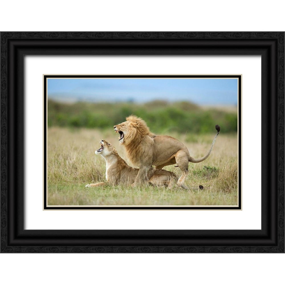 Roshkumar 24x17 Black Ornate Wood Framed with Double Matting Museum Art Print Titled - Climax ...