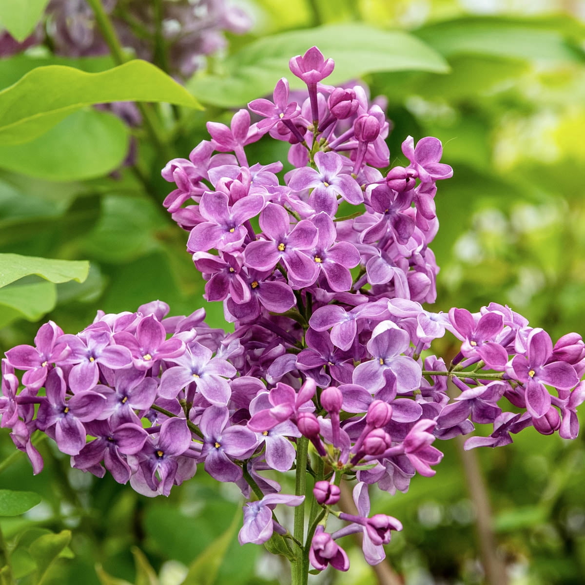 Direct Gardening Rosie Beach Party Southern Lilac Dormant Bare Root ...