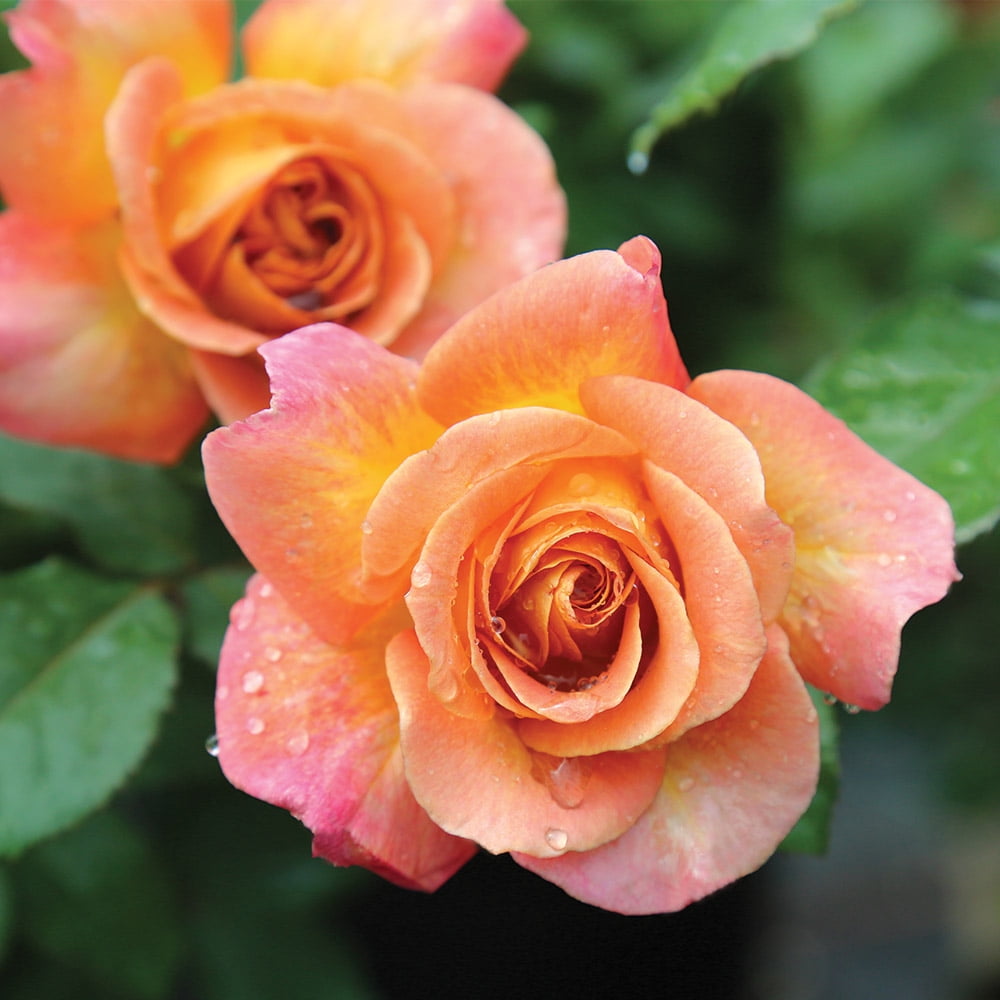 Heirloom Roses' Rosie the Riveter Floribunda - Real Live Orange Rose ...
