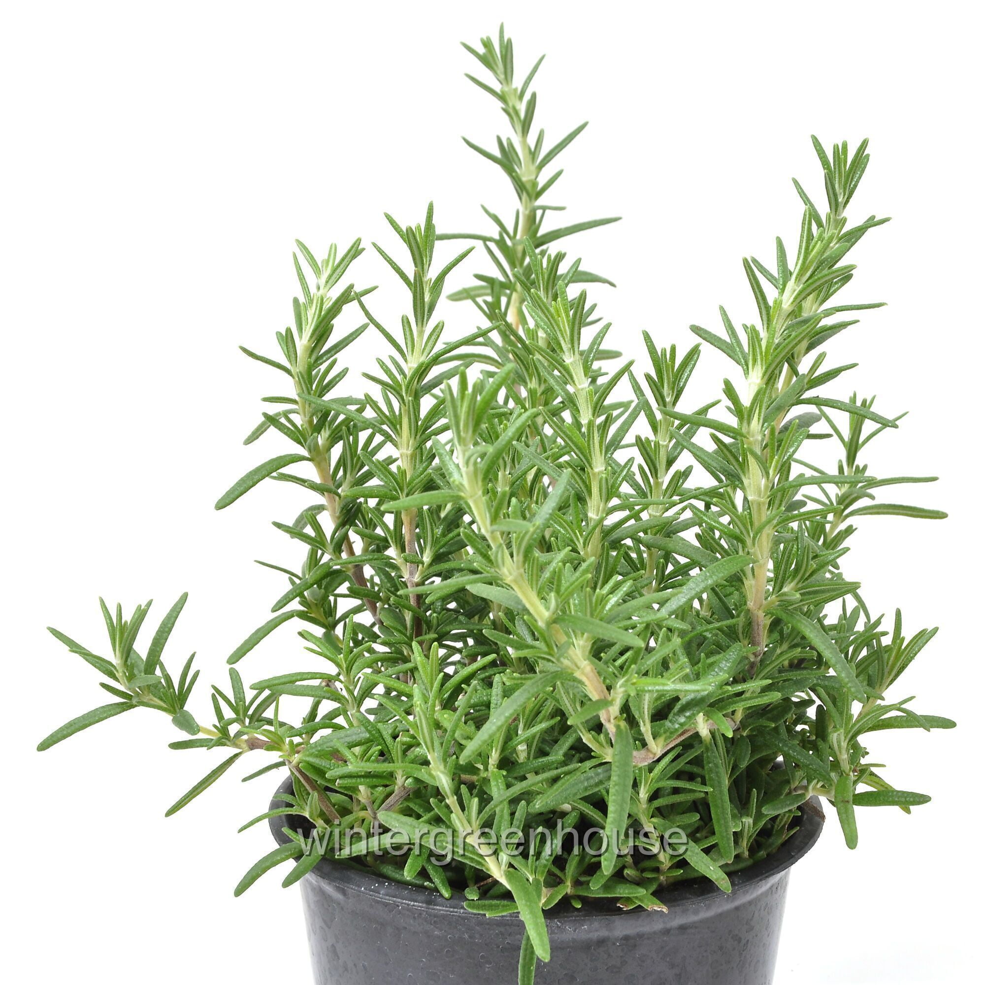 Rosmarinus prostratus, Trailing, Rosemary - Pot Size: 3.5in - Herbs ...