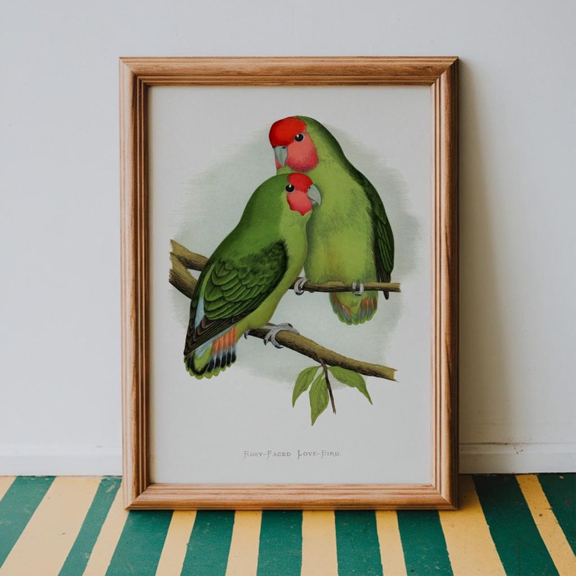 Rosy Faced Love Birds Vintage Bird Antique Animal Decor Illustration ...