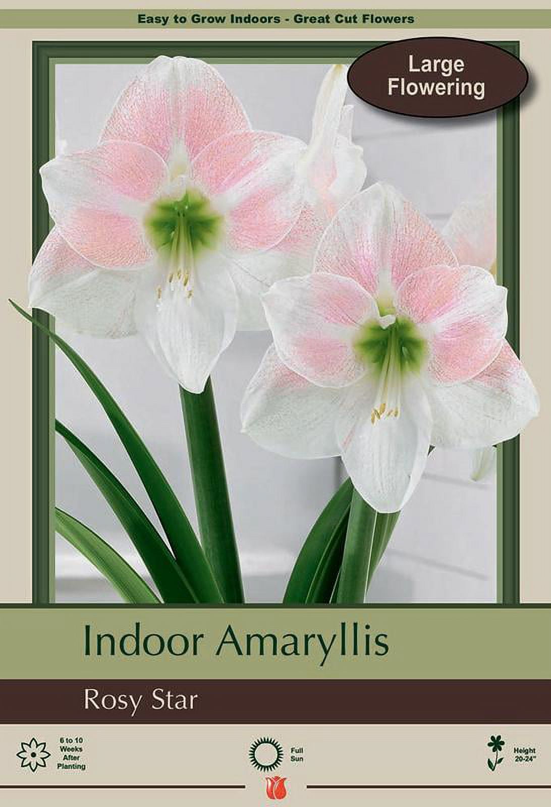 Rosy Star Giant Dutch Amaryllis - 32/34 cm Bulb - Walmart.com