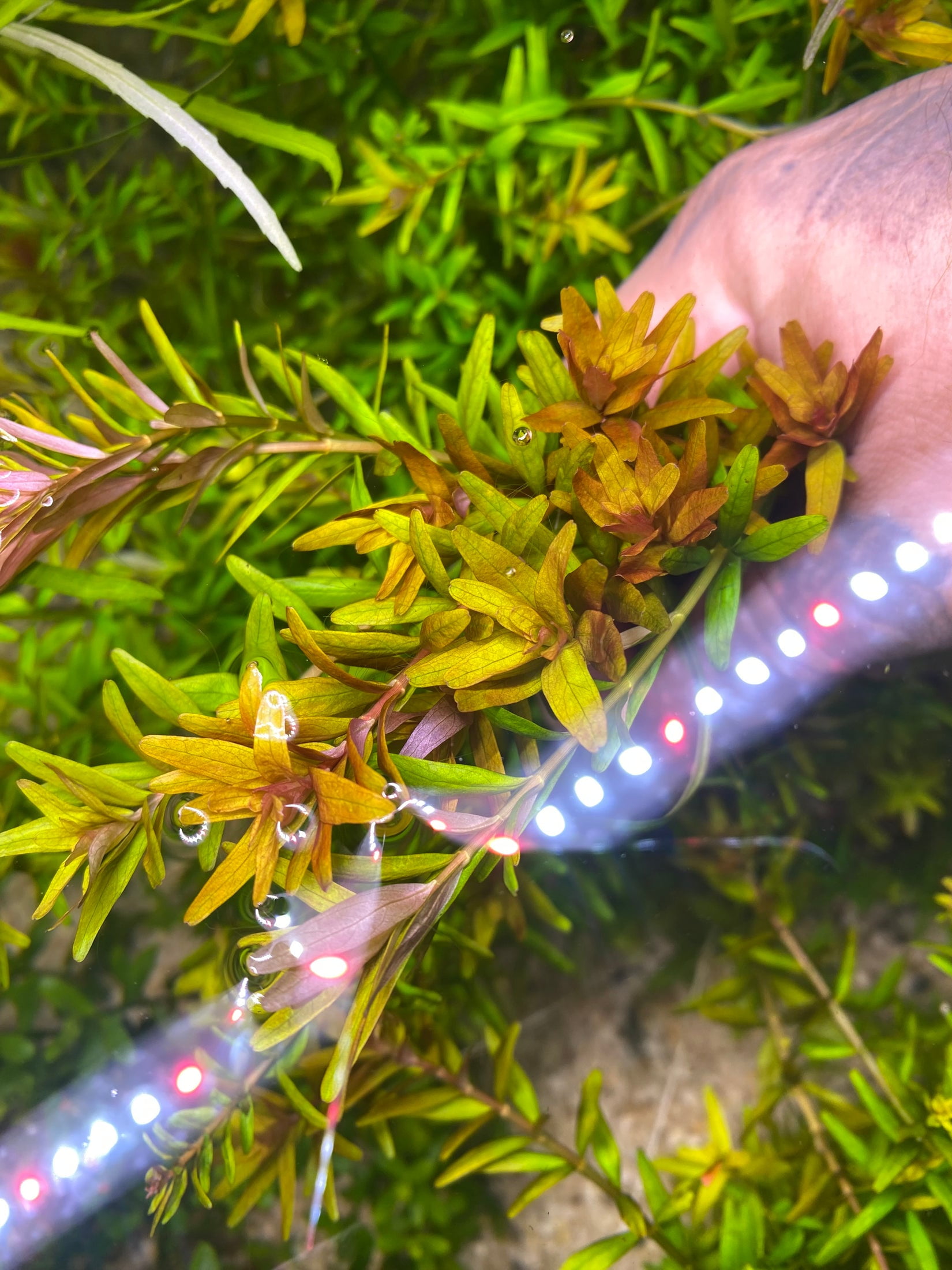 Rotala Rotundifolia “Mini pink” - Walmart.com