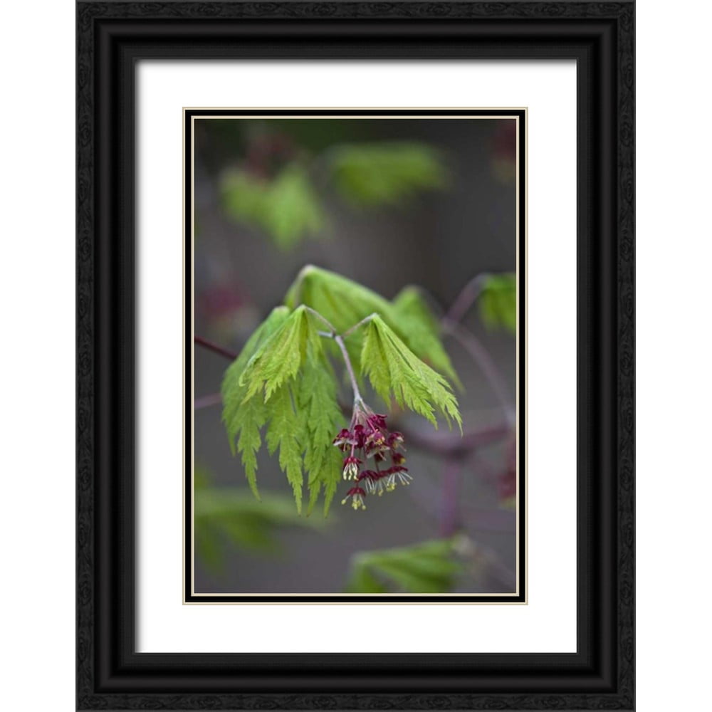 Rotenberg, Nancy 11x14 Black Ornate Wood Framed with Double Matting Museum Art Print Titled ...