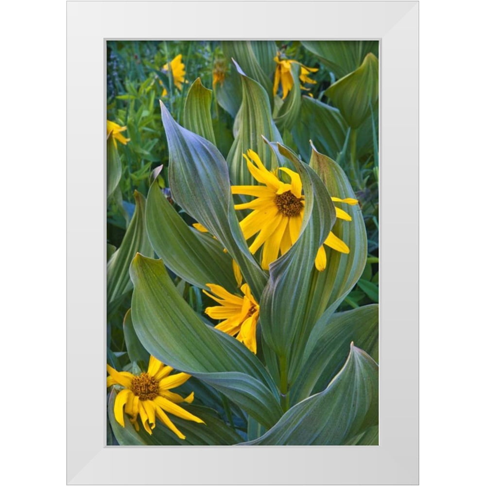 Rotenberg, Nancy 11x14 White Modern Wood Framed Museum Art Print Titled ...