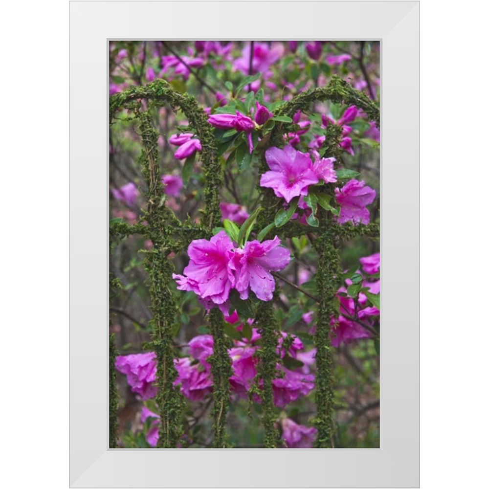 Rotenberg, Nancy 13x18 White Modern Wood Framed Museum Art Print Titled ...