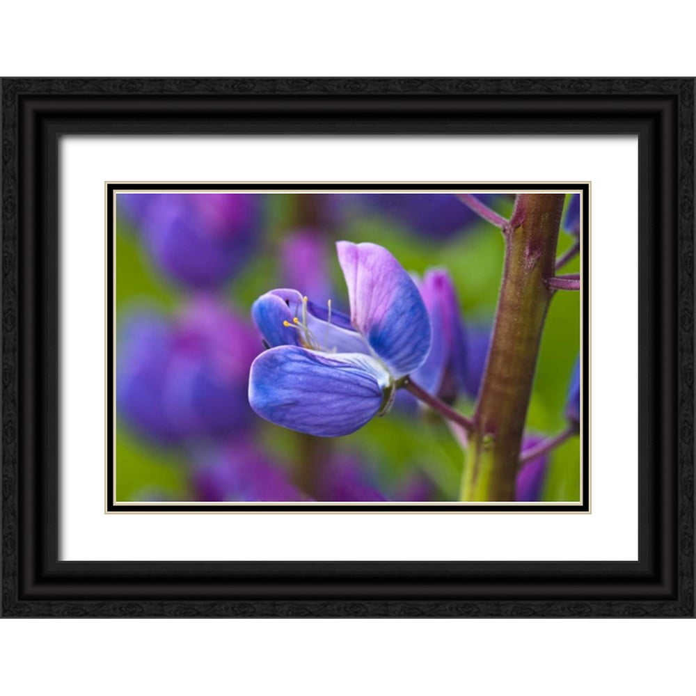 Rotenberg, Nancy 14x11 Black Ornate Wood Framed with Double Matting ...