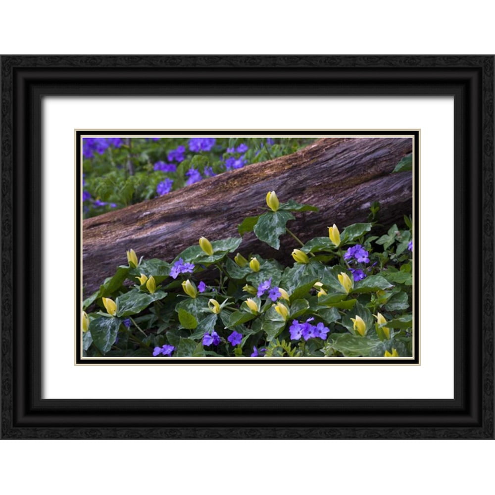 Rotenberg, Nancy 14x11 Black Ornate Wood Framed with Double Matting ...