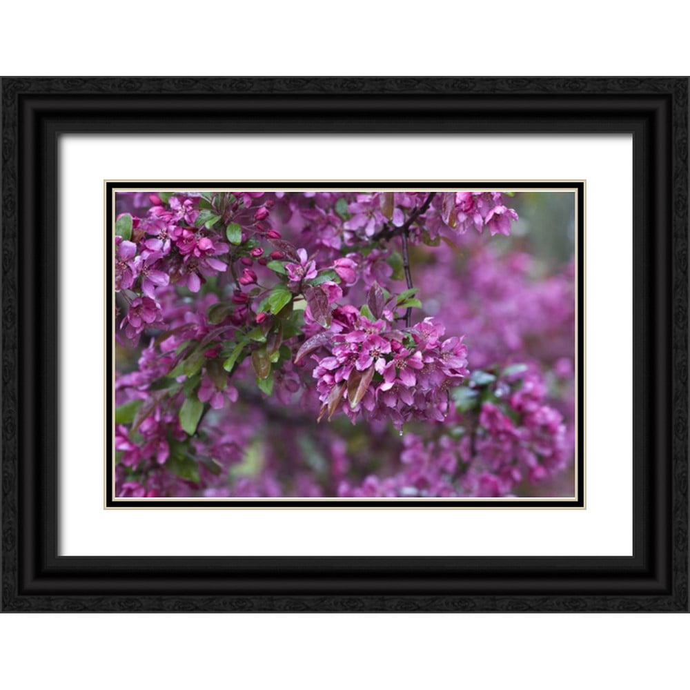 Rotenberg, Nancy 14x11 Black Ornate Wood Framed with Double Matting ...