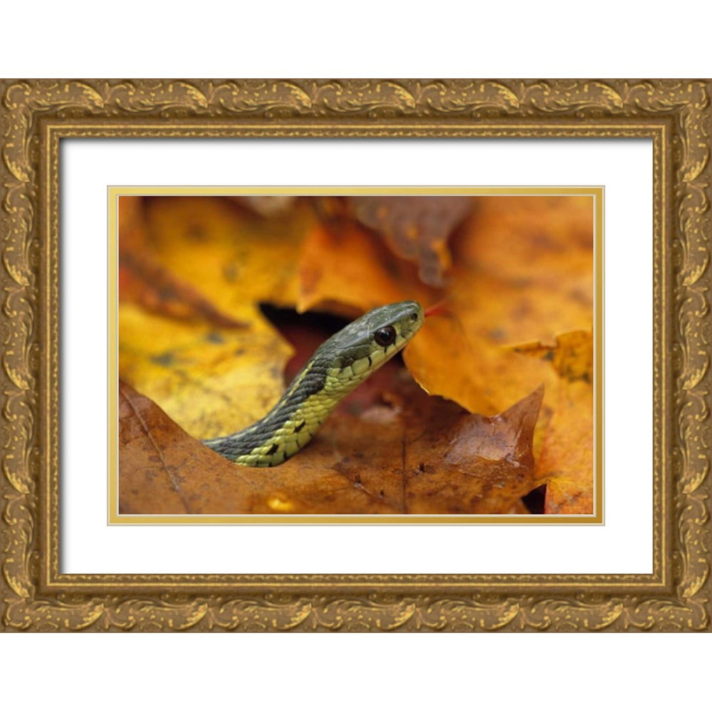 Rotenberg, Nancy 14x11 Gold Ornate Wood Framed with Double Matting ...