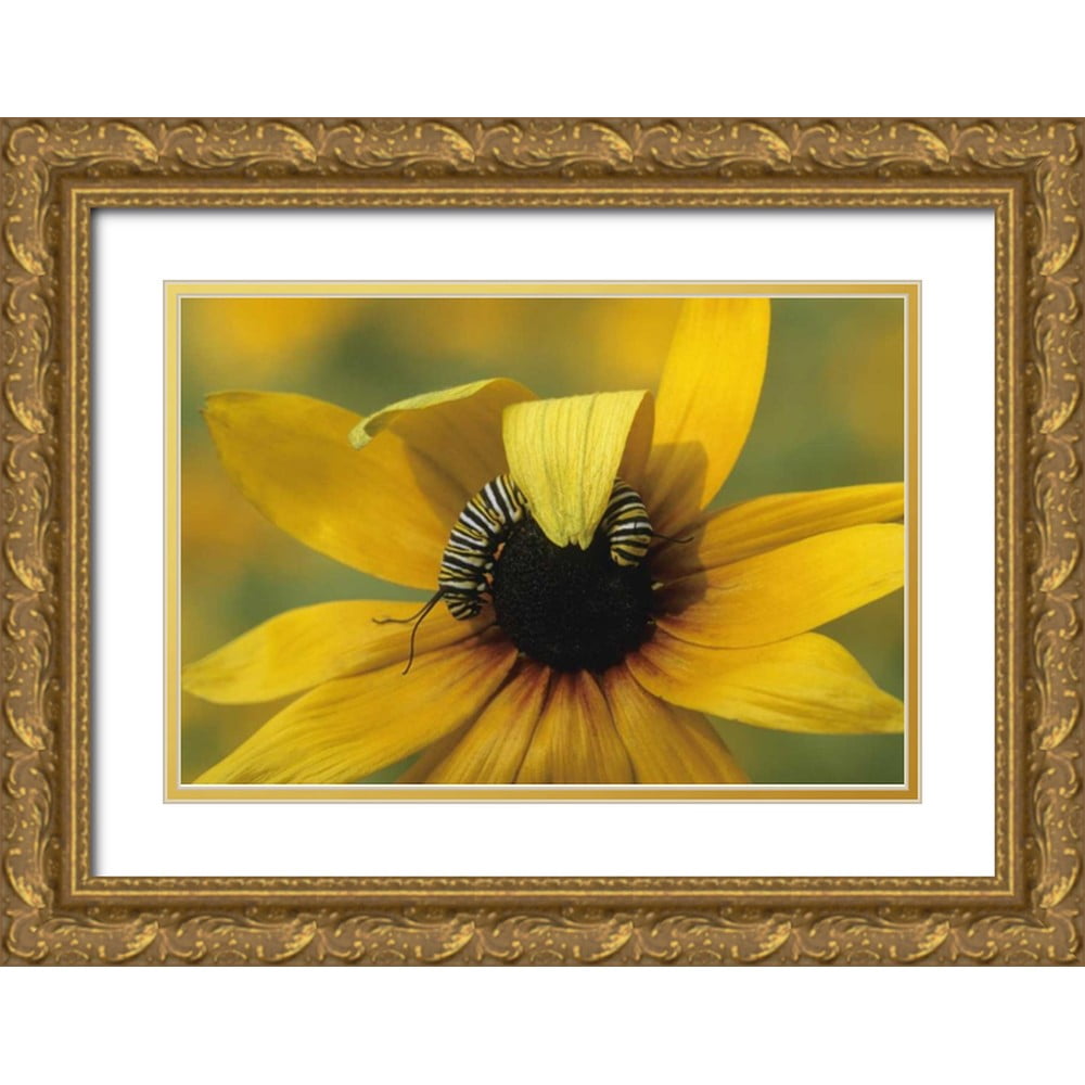 Rotenberg, Nancy 14x11 Gold Ornate Wood Framed with Double Matting ...