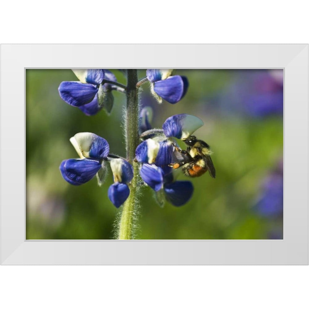 Rotenberg, Nancy 14x11 White Modern Wood Framed Museum Art Print Titled ...