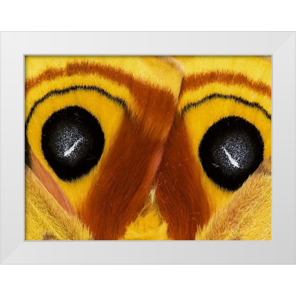 Rotenberg, Nancy 14x12 White Modern Wood Framed Museum Art Print Titled ...