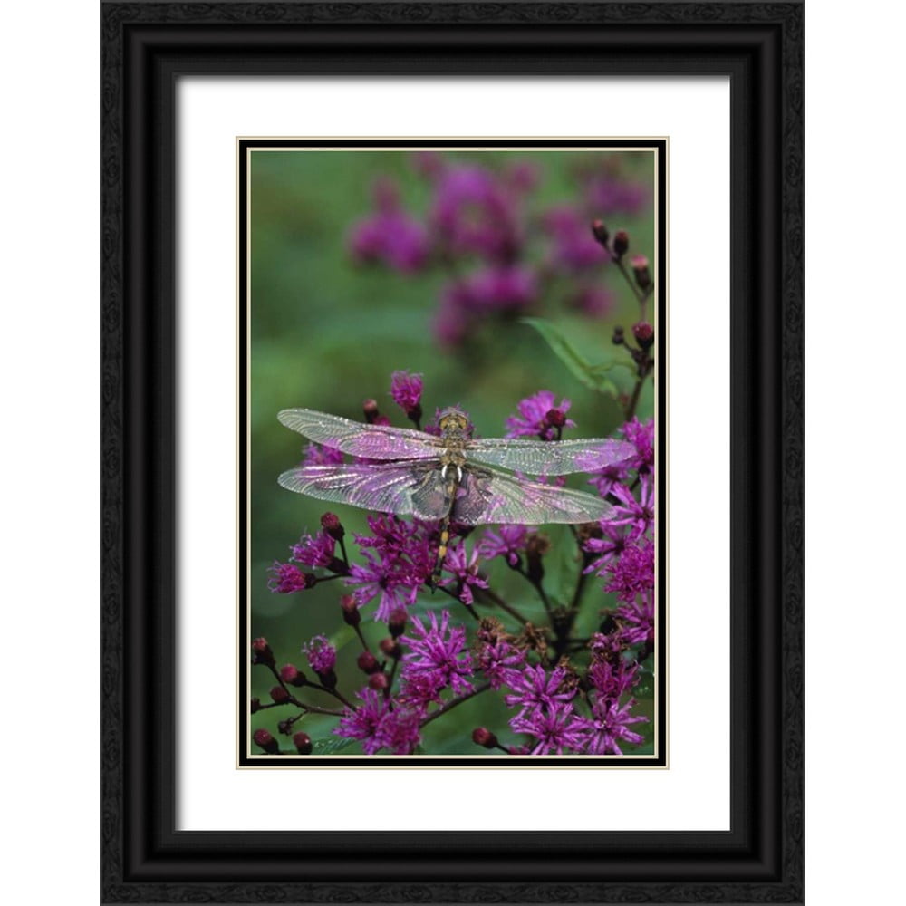 Rotenberg, Nancy 17x24 Black Ornate Wood Framed with Double Matting Museum Art Print Titled ...