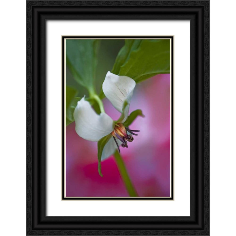 Rotenberg, Nancy 17x24 Black Ornate Wood Framed with Double Matting Museum Art Print Titled - NC ...