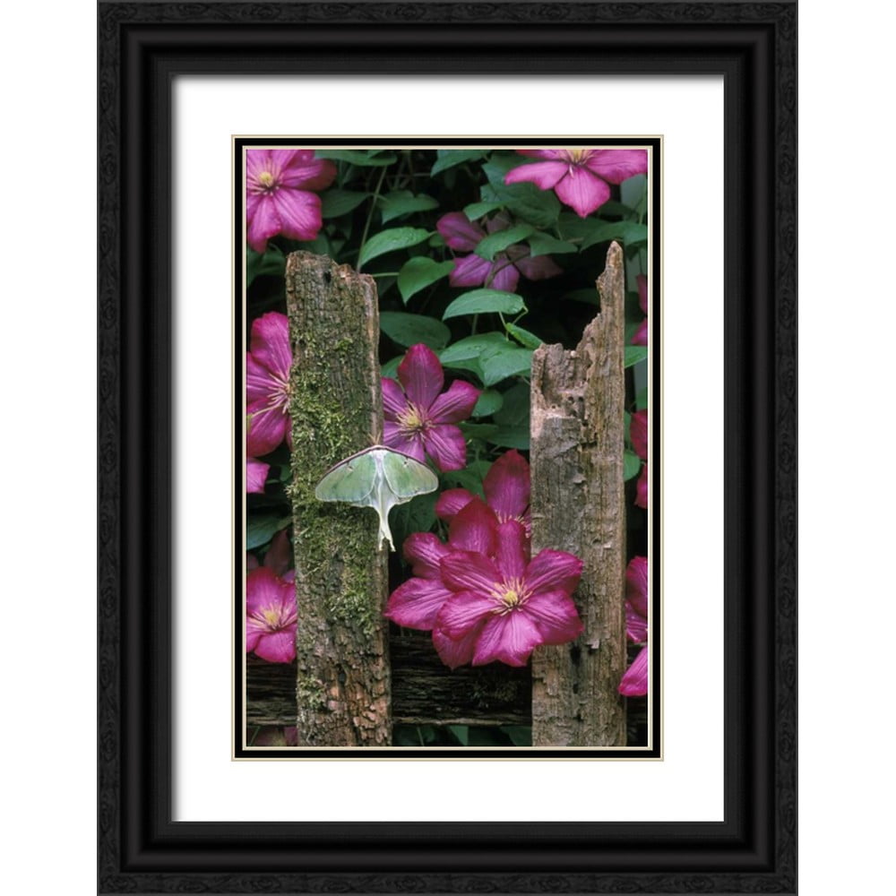 Rotenberg, Nancy 17x24 Black Ornate Wood Framed with Double Matting ...