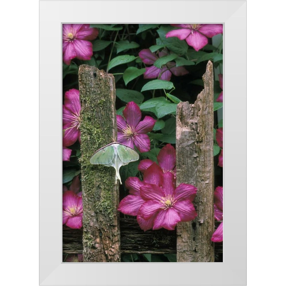 Rotenberg, Nancy 17x24 White Modern Wood Framed Museum Art Print Titled ...