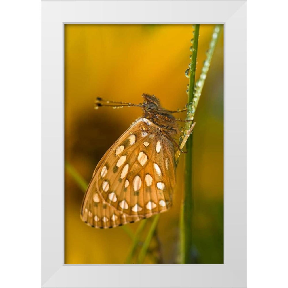 Rotenberg, Nancy 17x24 White Modern Wood Framed Museum Art Print Titled ...