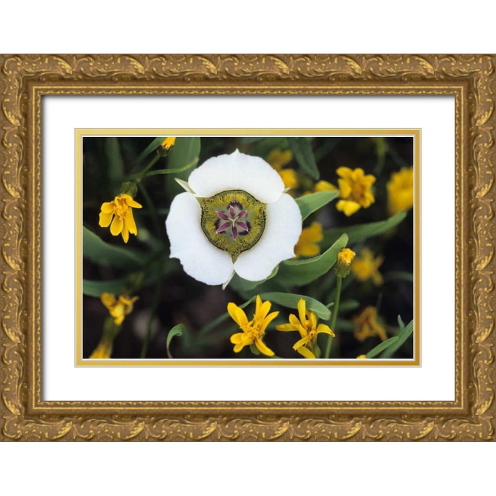 Rotenberg, Nancy 18x13 Gold Ornate Wood Framed with Double Matting ...