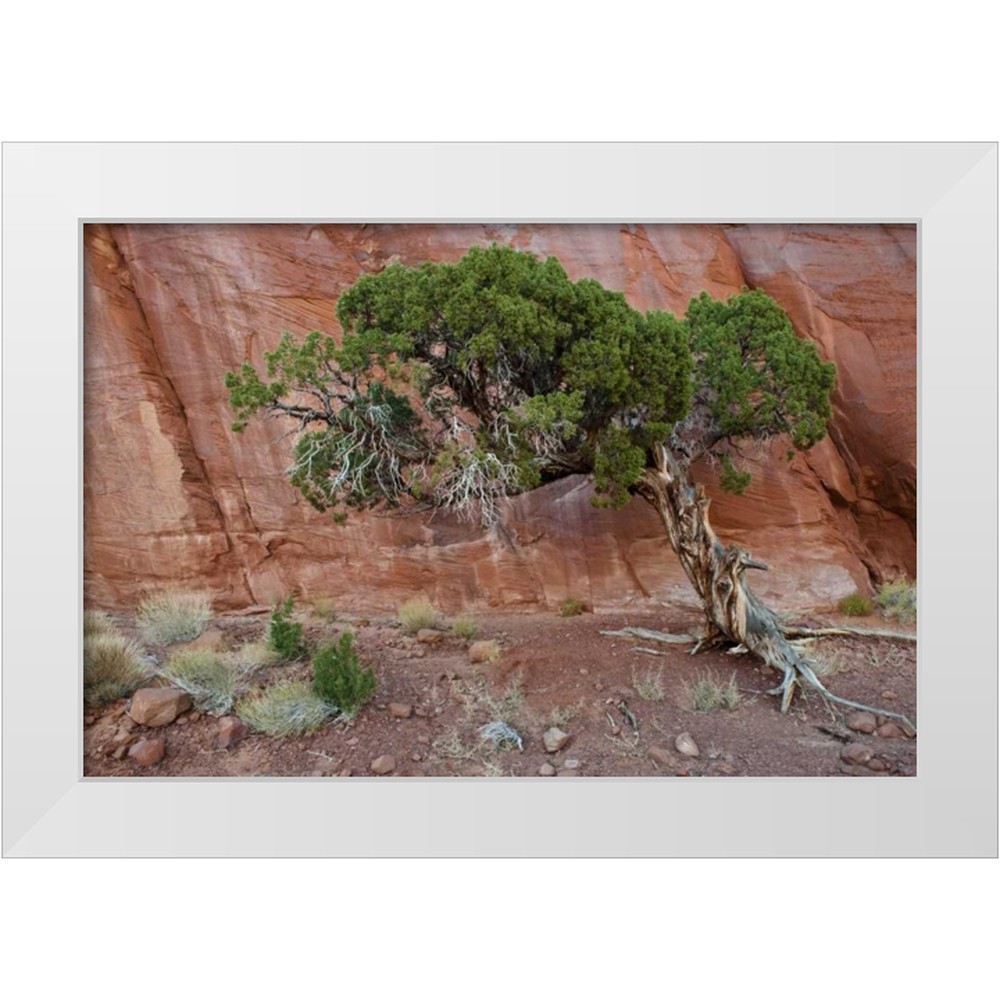 Rotenberg, Nancy 18x13 White Modern Wood Framed Museum Art Print Titled ...