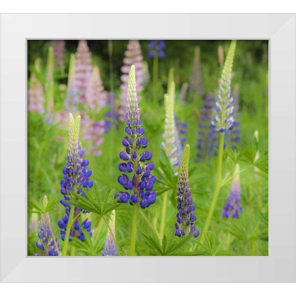 Rotenberg, Nancy 22x20 White Modern Wood Framed Museum Art Print Titled ...