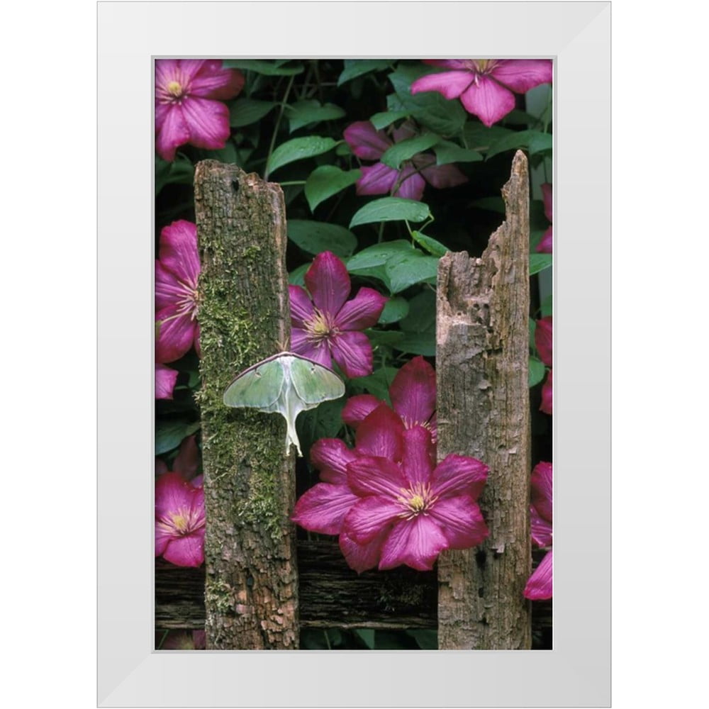 Rotenberg, Nancy 23x32 White Modern Wood Framed Museum Art Print Titled ...