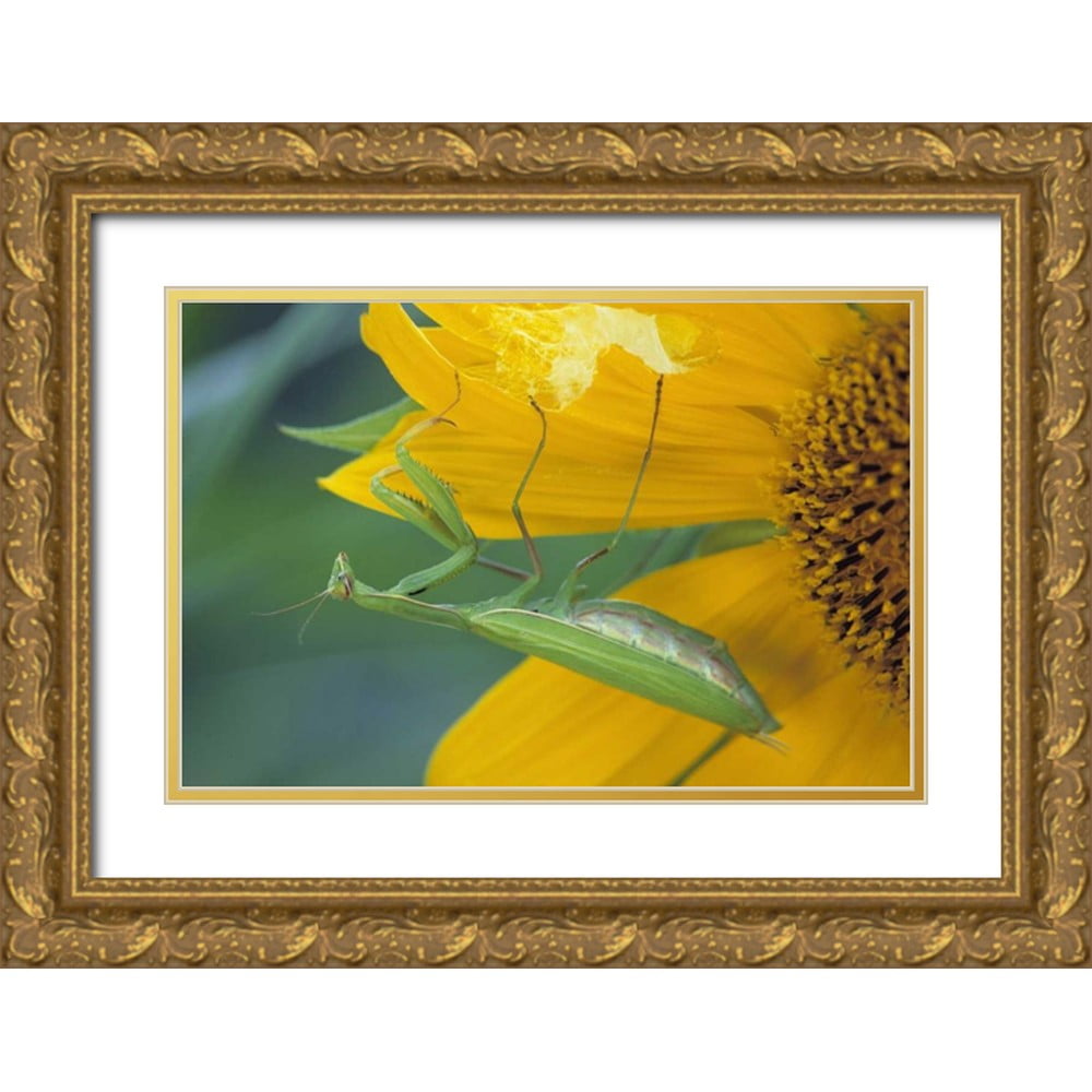 Rotenberg, Nancy 24x17 Gold Ornate Wood Framed with Double Matting Museum Art Print Titled - PA ...