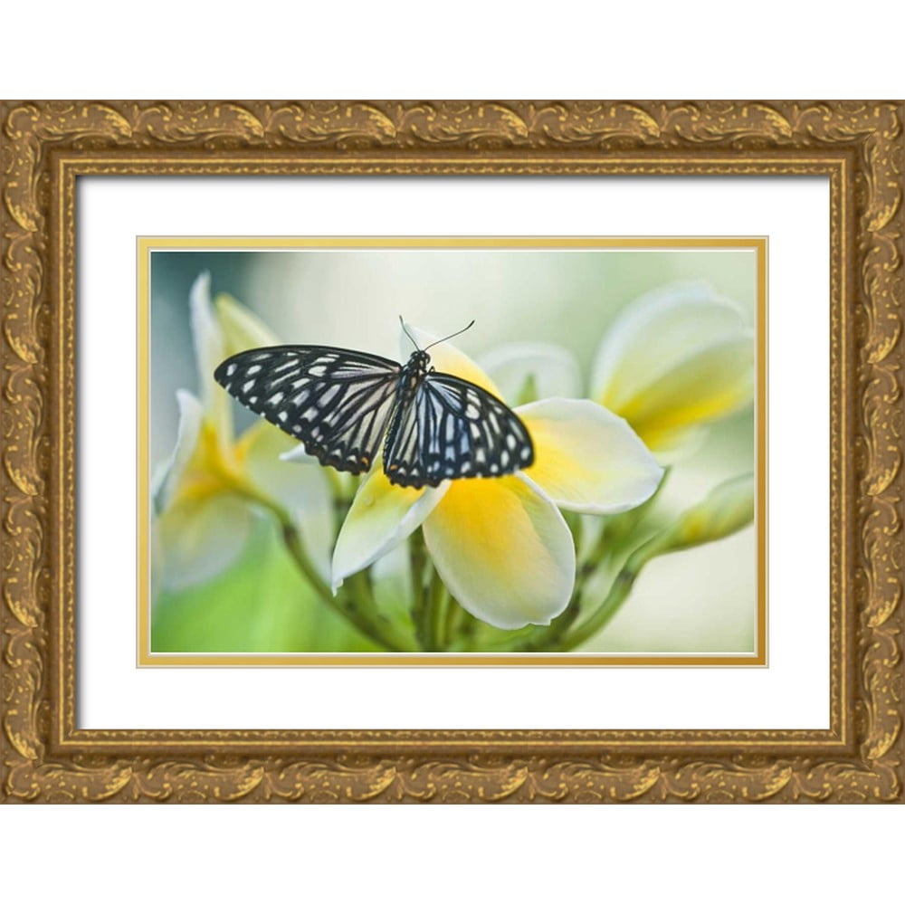 Rotenberg, Nancy 24x17 Gold Ornate Wood Framed with Double Matting ...