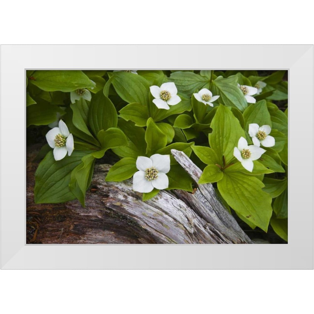 Rotenberg, Nancy 24x17 White Modern Wood Framed Museum Art Print Titled ...