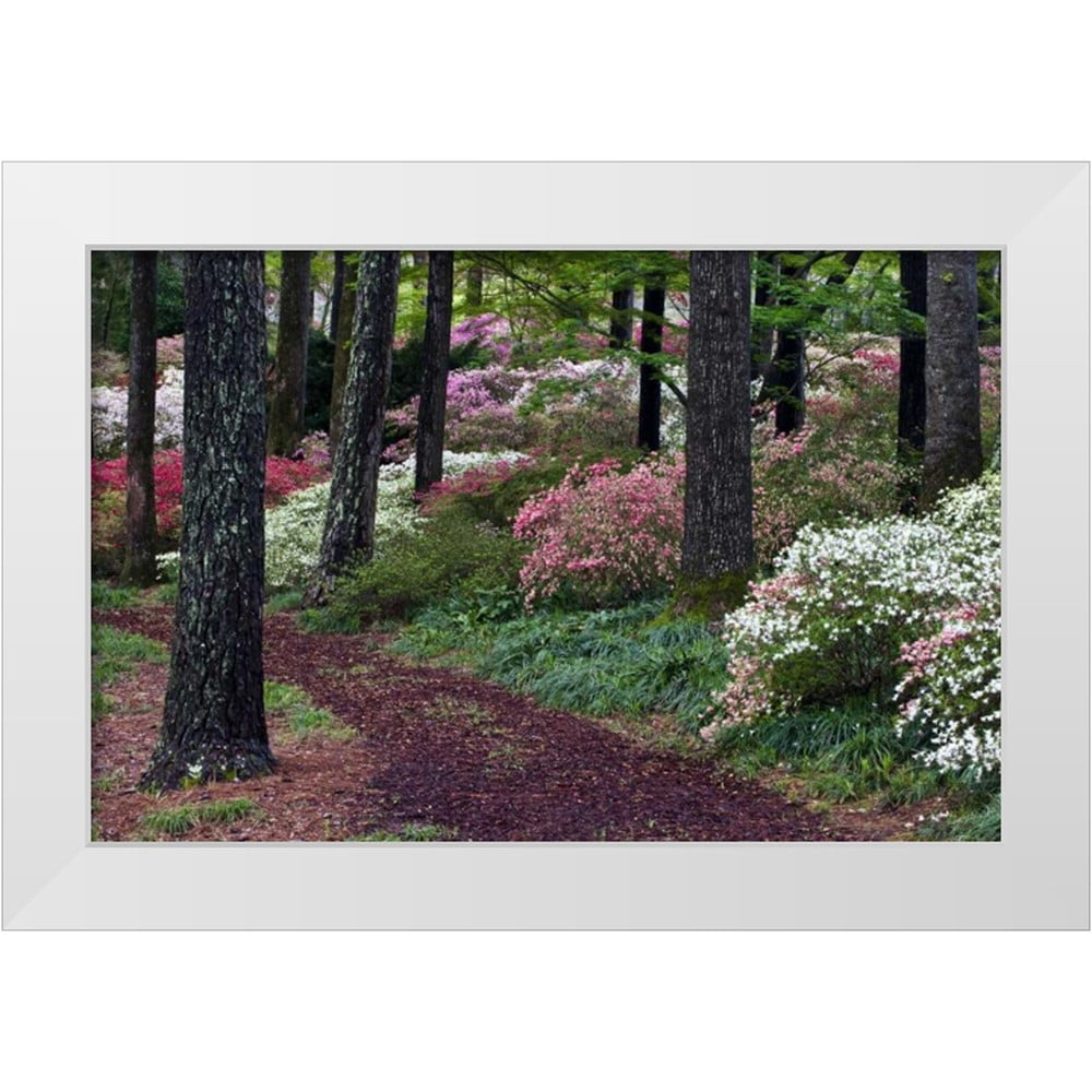 Rotenberg, Nancy 32x22 White Modern Wood Framed Museum Art Print Titled ...