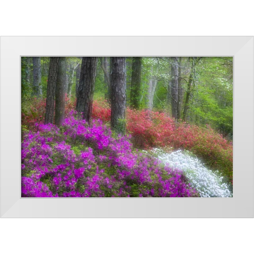 Rotenberg, Nancy 32x23 White Modern Wood Framed Museum Art Print Titled ...
