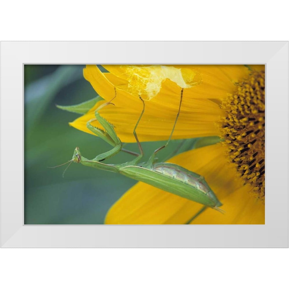 Rotenberg, Nancy 32x23 White Modern Wood Framed Museum Art Print Titled - PA, Praying mantis ...