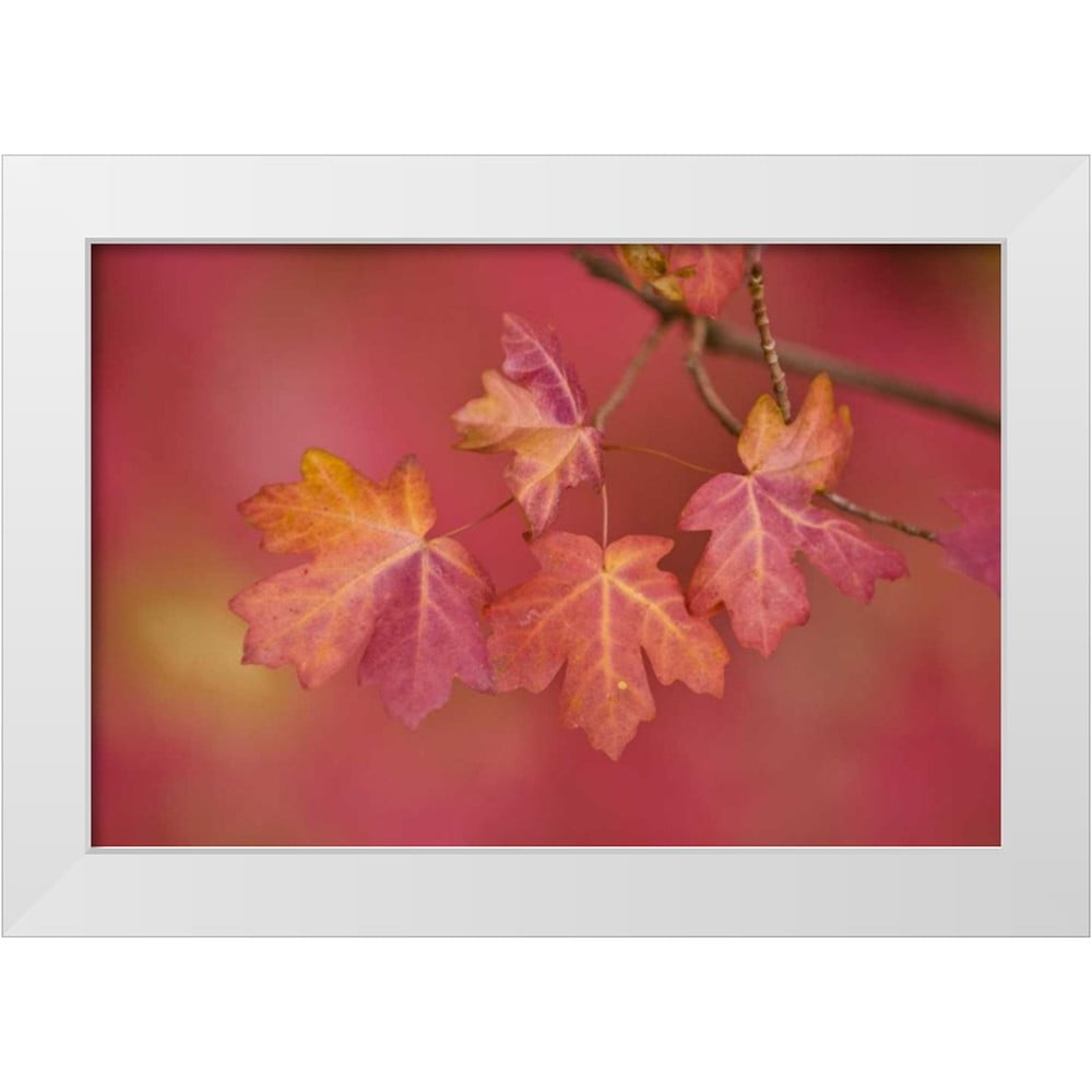 Rotenberg, Nancy 32x23 White Modern Wood Framed Museum Art Print Titled - Utah, Zion NP Close-up ...