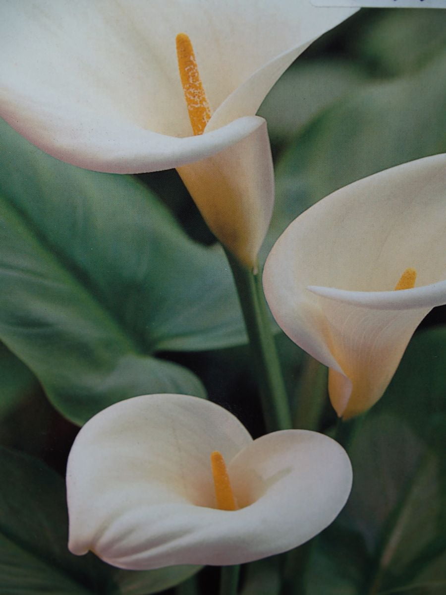 Rotteveel Bulb Calla Lily, Aethiopica (Pack of 1) - Walmart.com