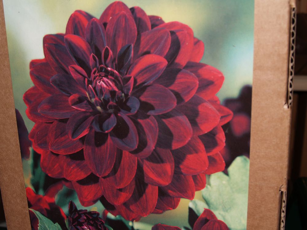 Rotteveel Bulb Dinnerplate Dahlia, Arabian Night (Pack of 2) - Walmart.com