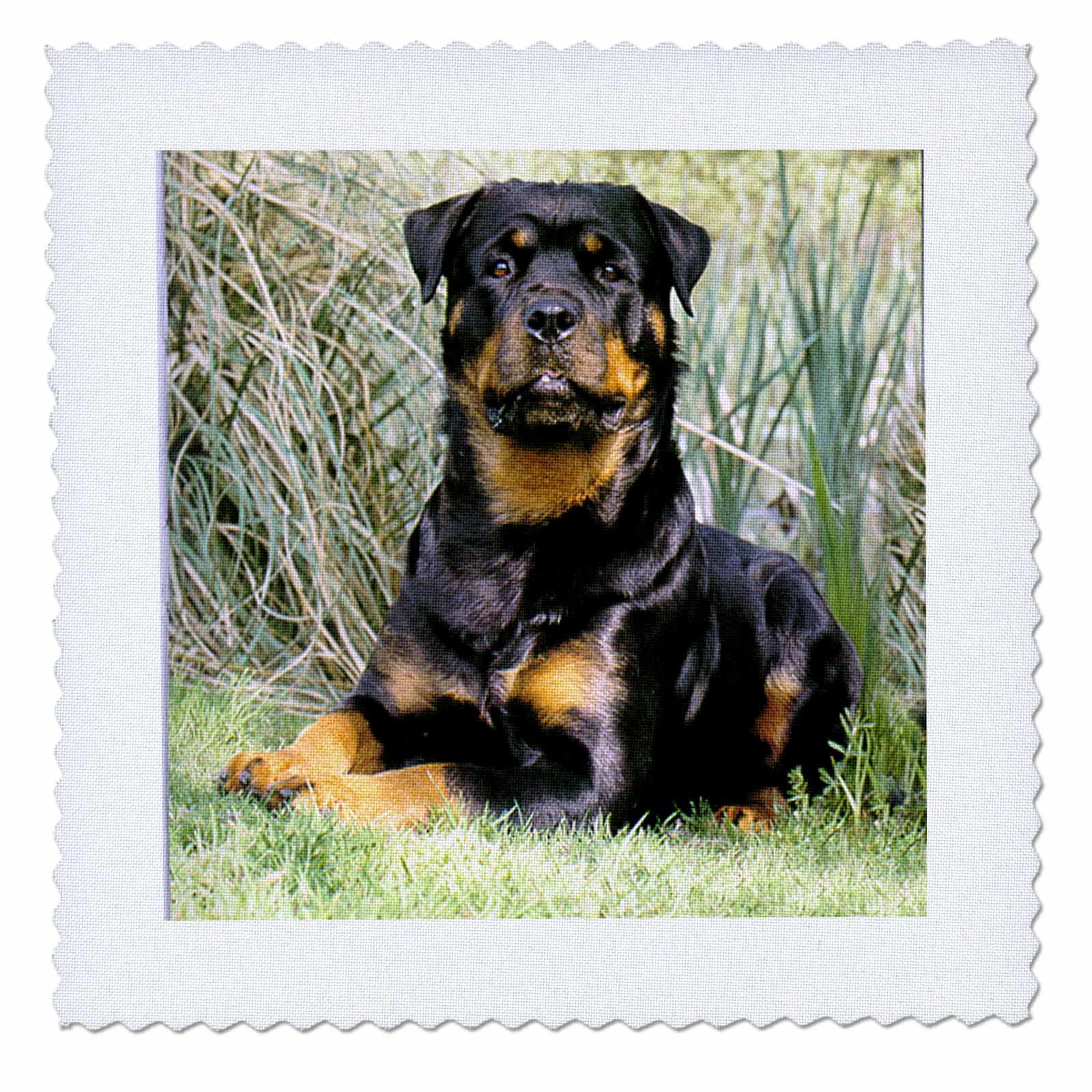 Rottweiler 10x10 inch quilt square qs-500-1 - Walmart.com